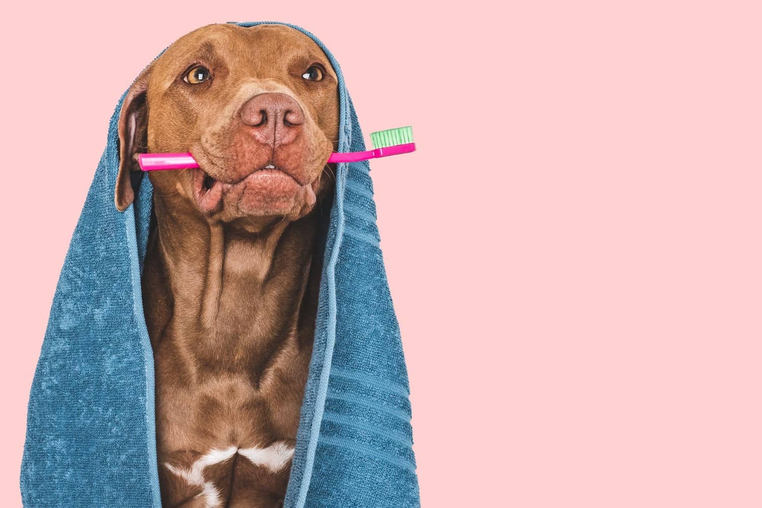 Grooming de mascotas: todo lo que debes saber