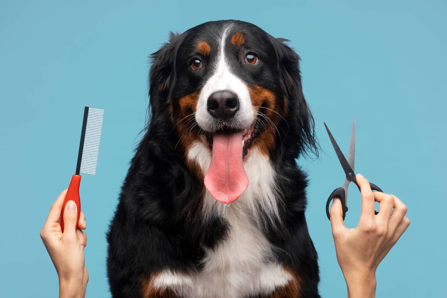 Grooming de mascotas: todo lo que debes saber