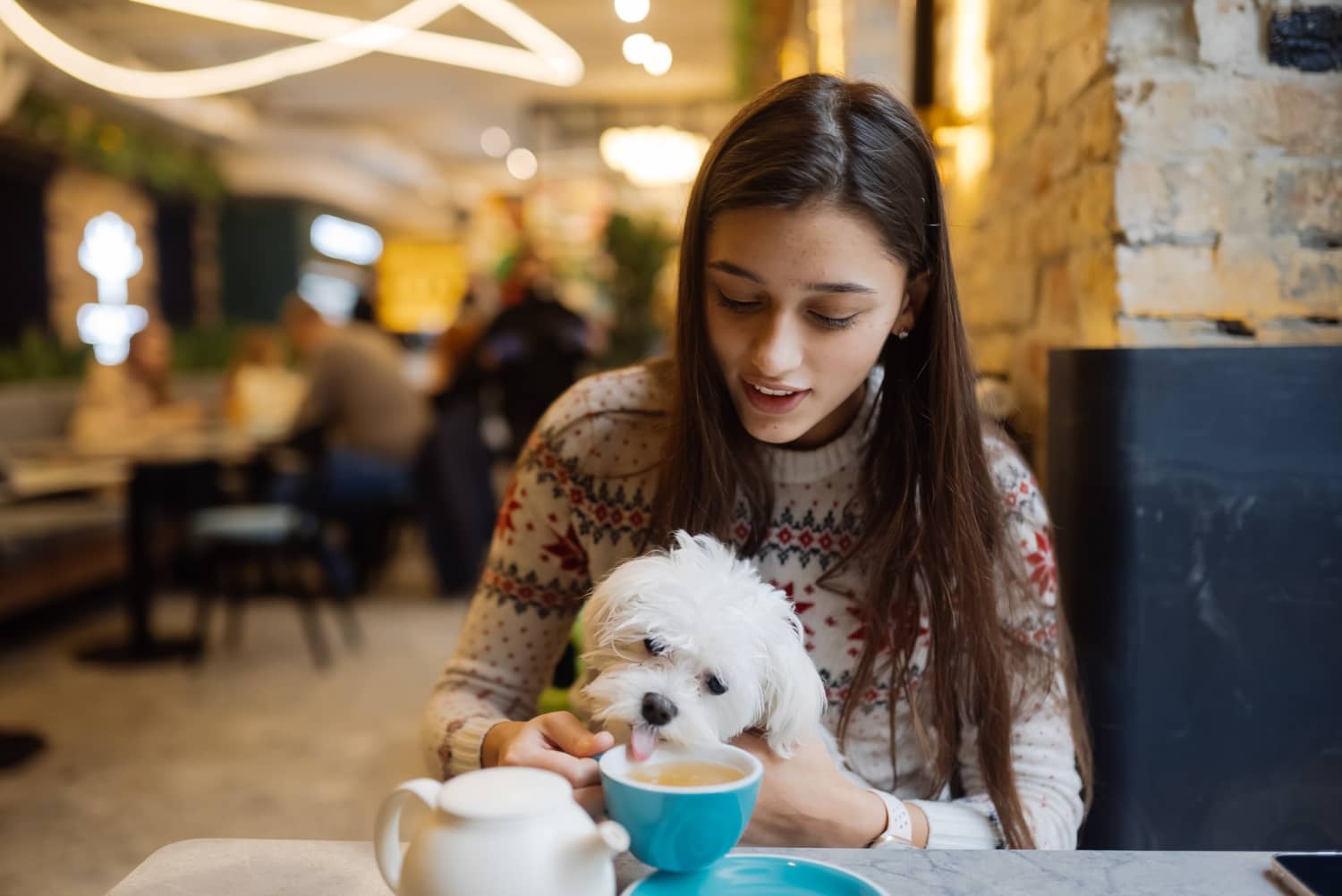 ¿El café es bueno para los perros?