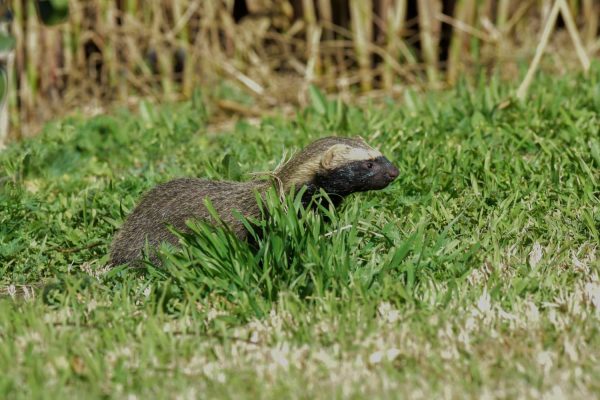 El grisón: todo lo que debes saber de este mamífero