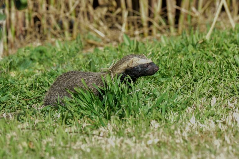 El grisón: todo lo que debes saber de este mamífero