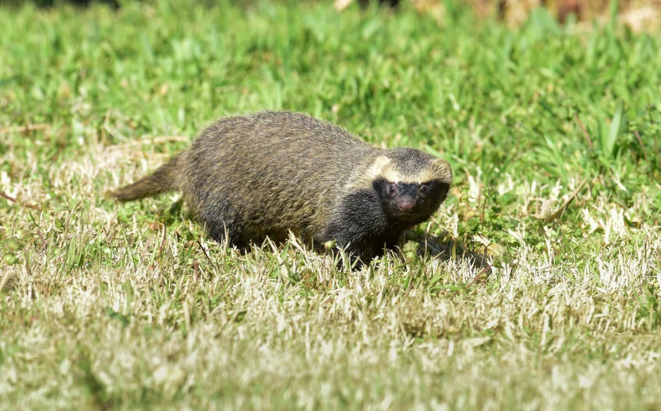 El grisón: todo lo que debes saber de este mamífero